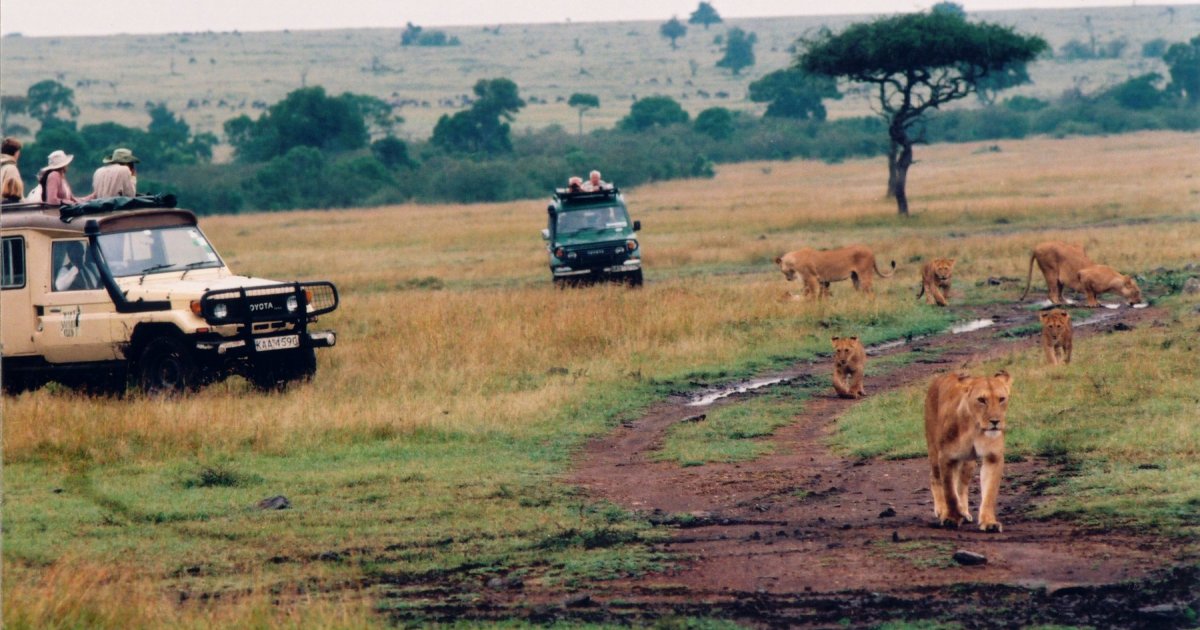 Na safari do Zimbabwe, nová kratochvíle bohatých Rusů | Newstream