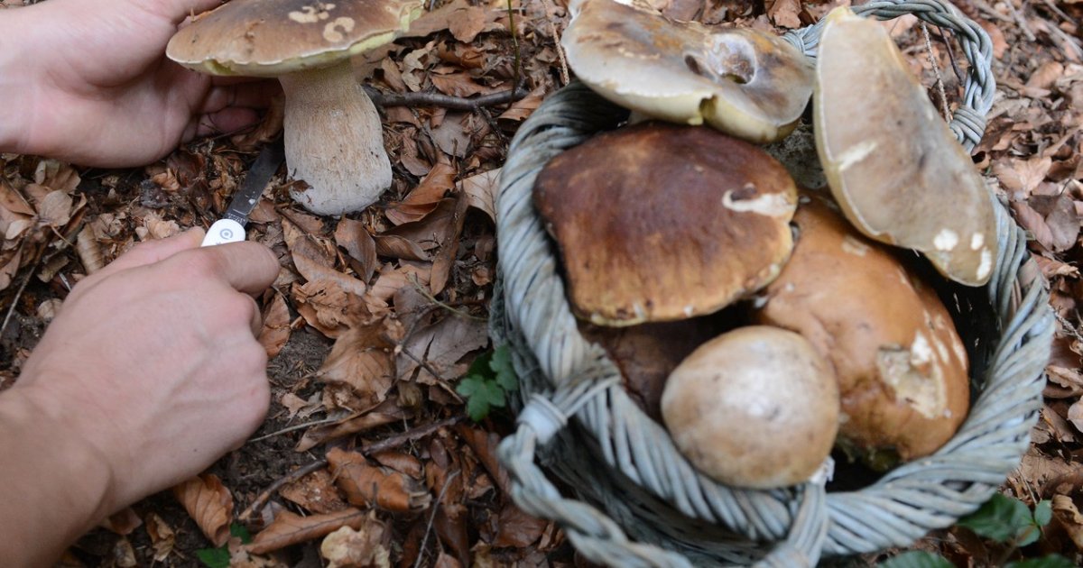 Kovanda: Kilogram hub je letos nejdražší v historii | Newstream