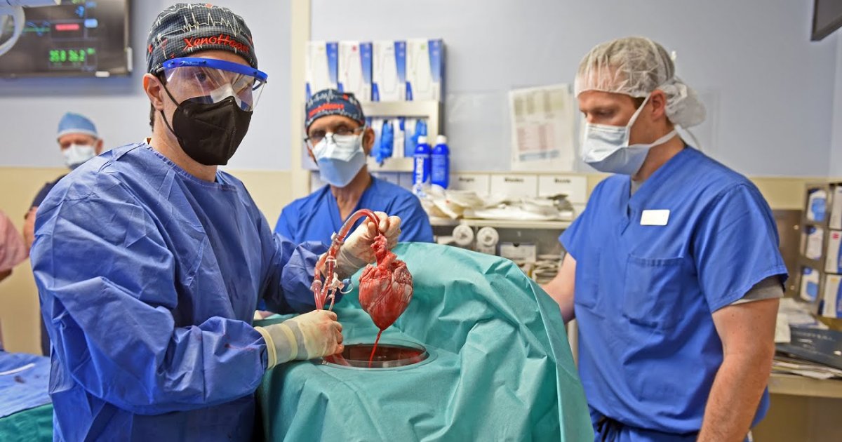 Transplantace prasečích orgánů? Další naděje pro nemocné | Newstream